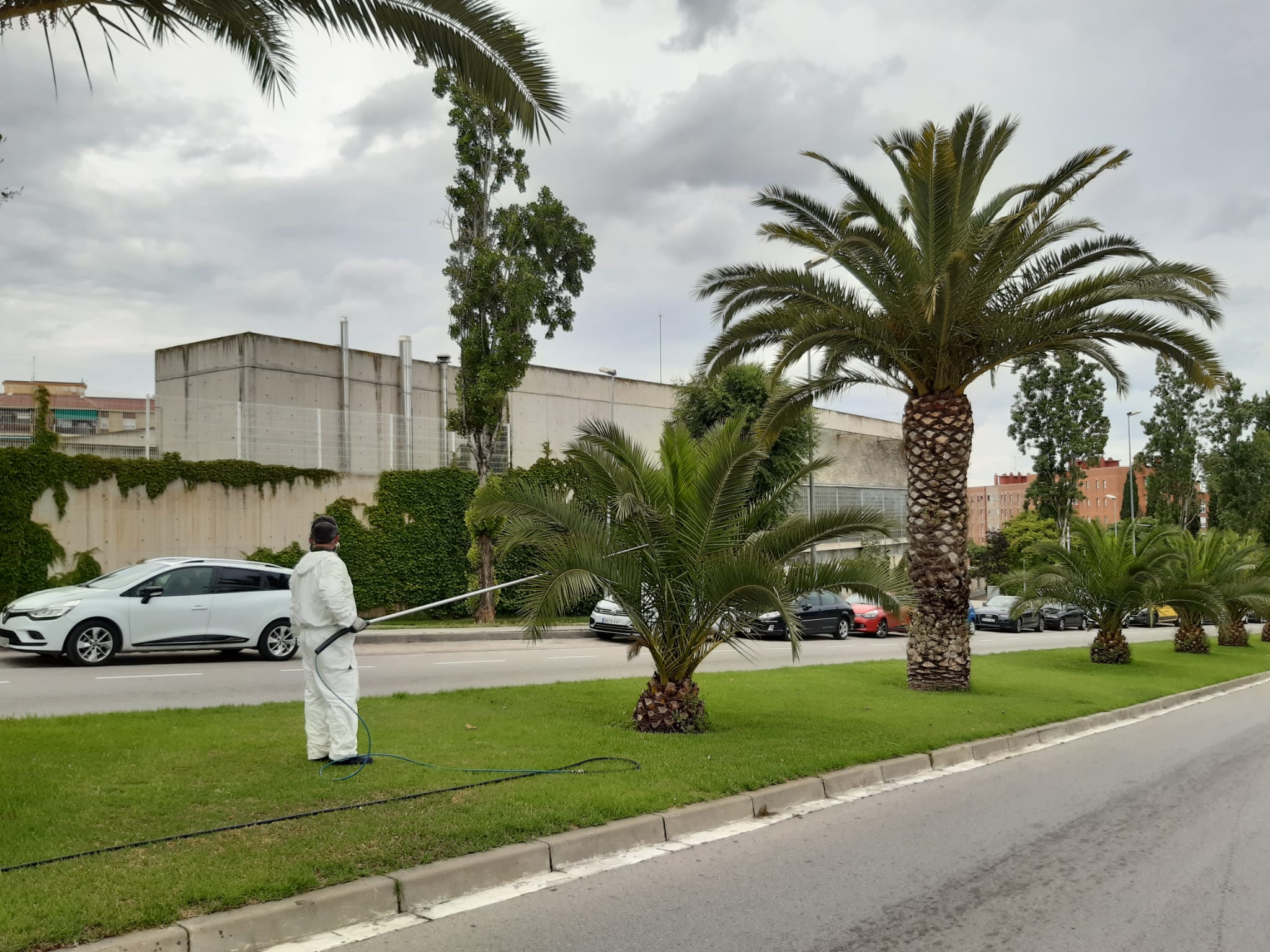 Gavà inicia tratamiento fitosanitario contra el picudo rojo en palmeras ...